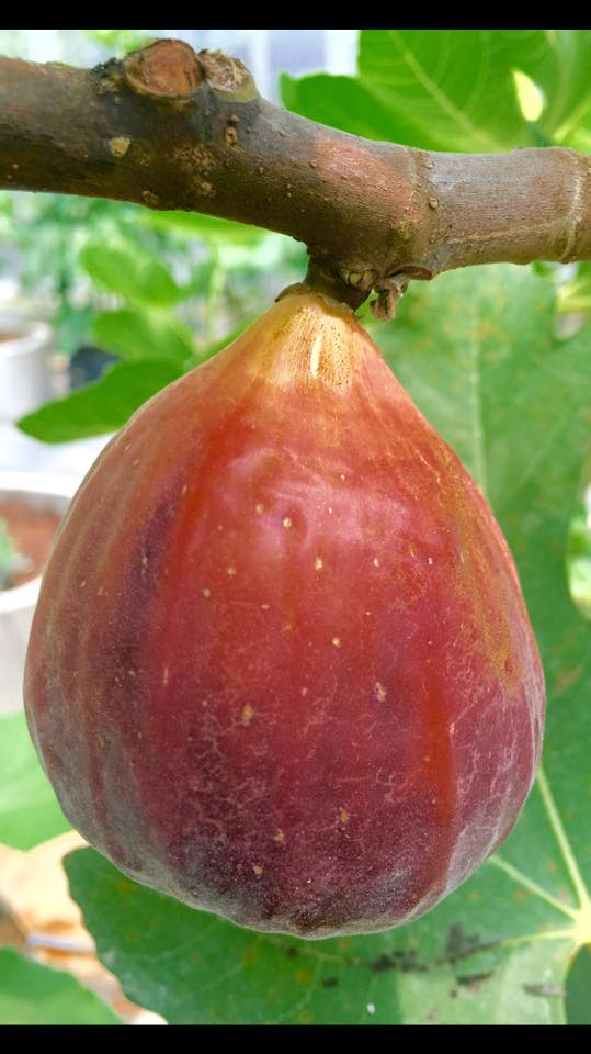 Figs Photo Collection Around the World: SUPER JUMBO Figs
