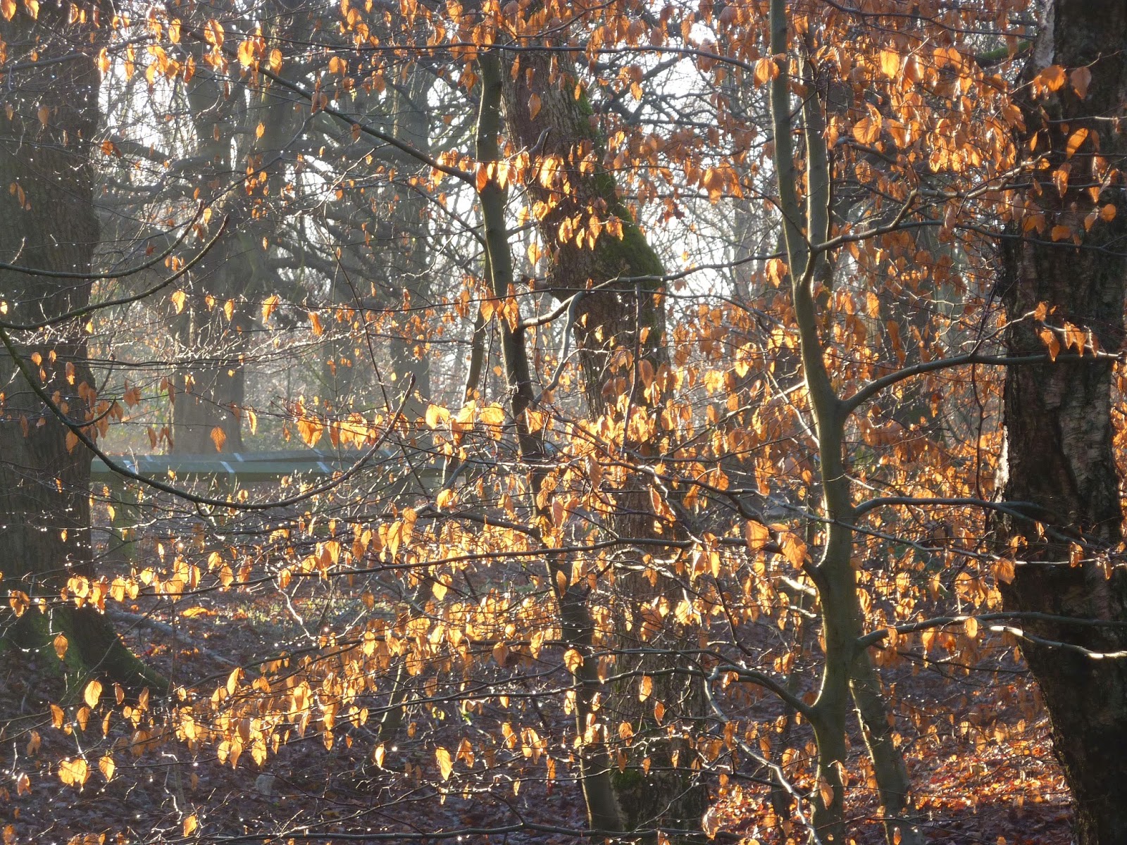 RAMBLER: Sunday Walk - Alkrington Woods