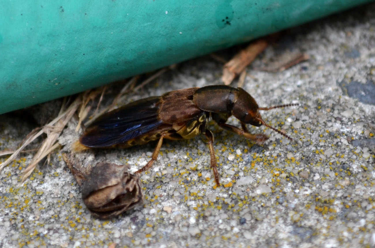 Woods Walks and Wildlife: Really Weird (and Less Weird) Bugs