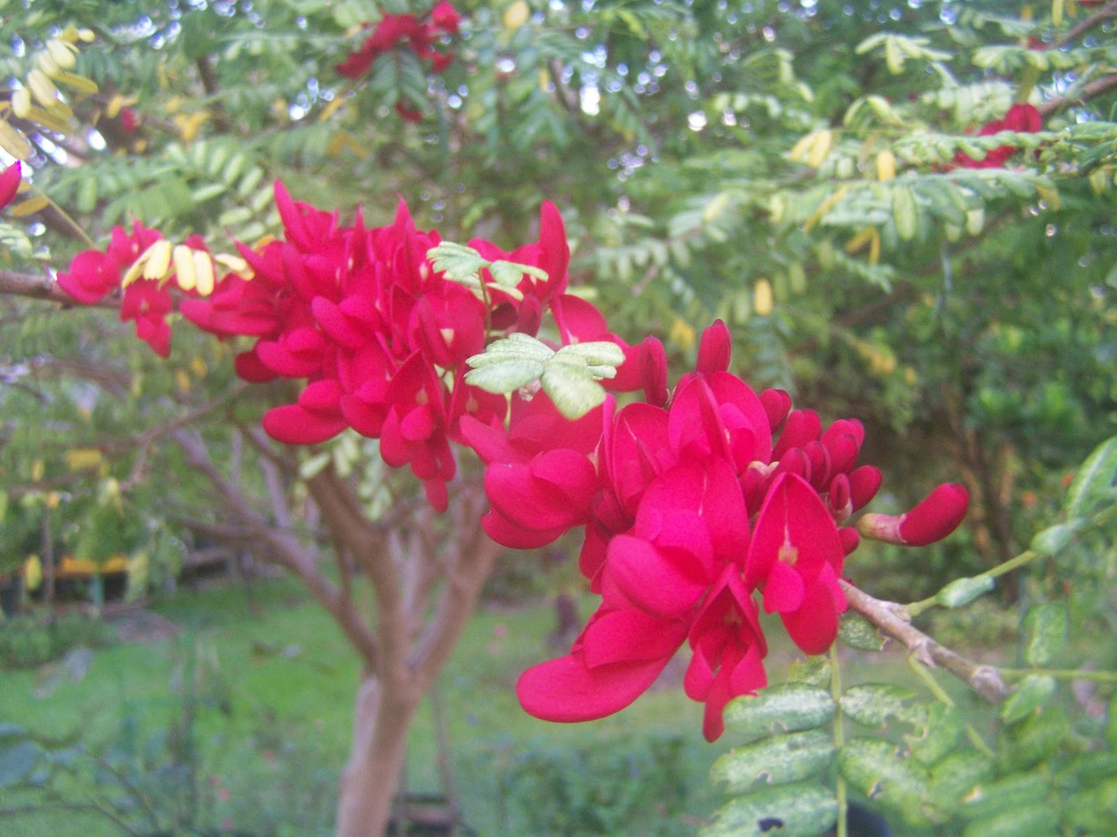 my rustic bajan garden: Garden Blogger's Bloom Day January 2018