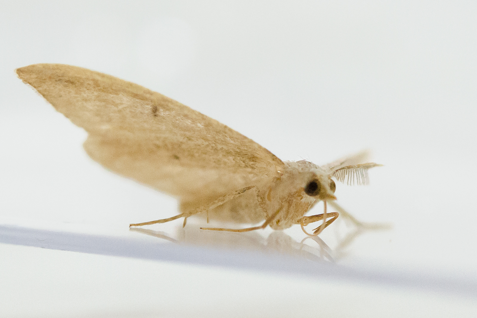 Wanderin' Weeta (With Waterfowl and Weeds): Pale beige moth