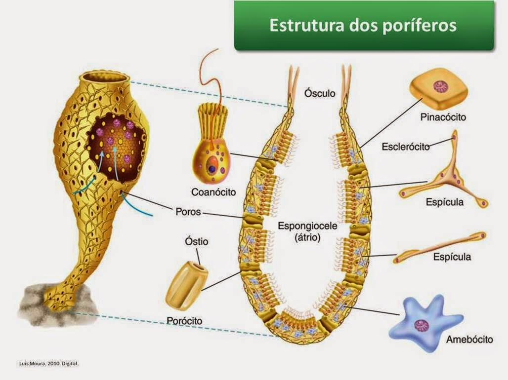 Biolugando: revisando poríferos & cnidários