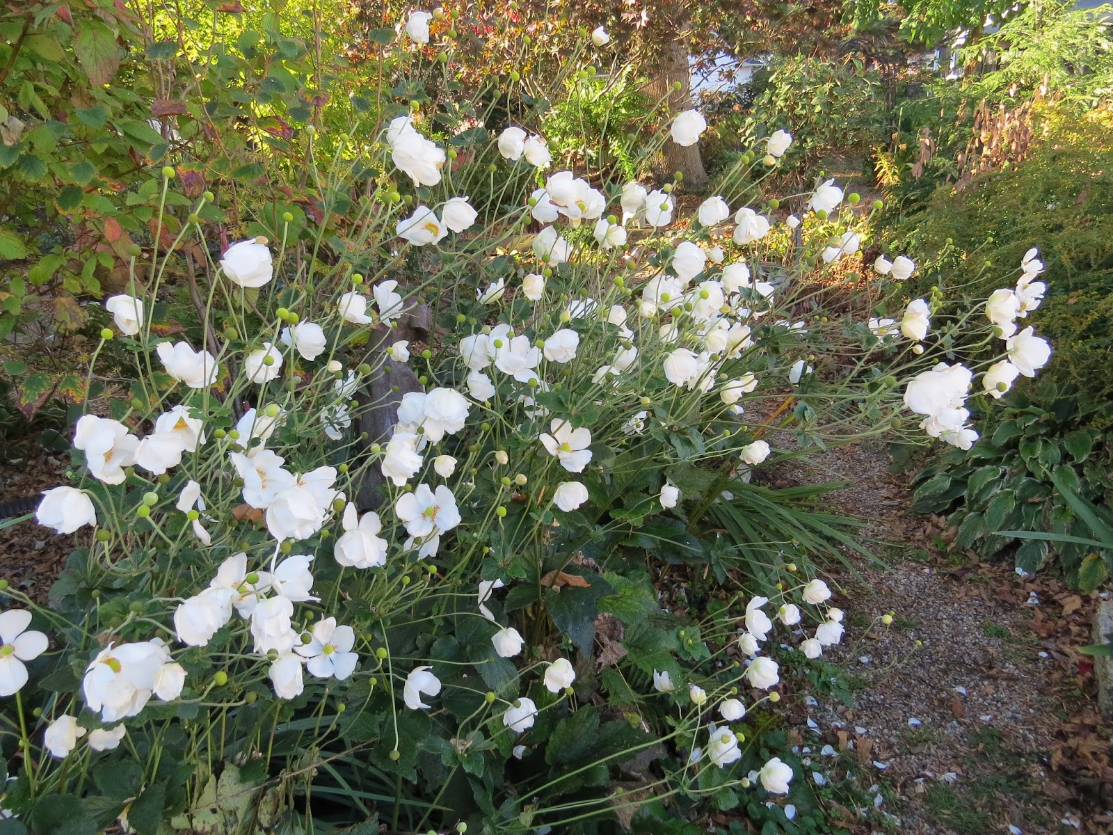 Greenbow: Garden Bloggers Bloom Day - October 2015