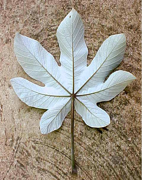 Matizando Palabras: LA HOJA