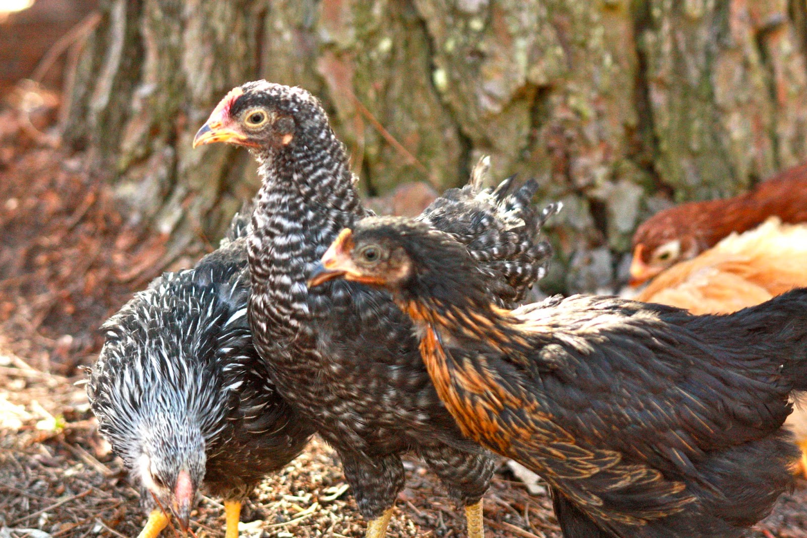 Breed Spotlight: Barred Plymouth Rock