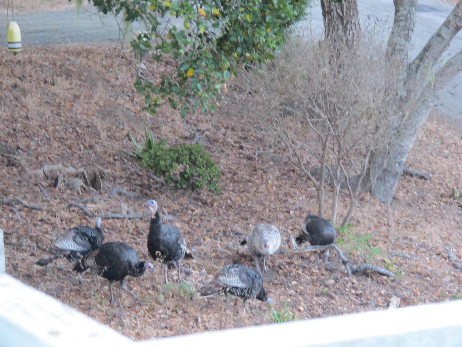 The Official PoultryBookstore.com Blog: Slate turkey