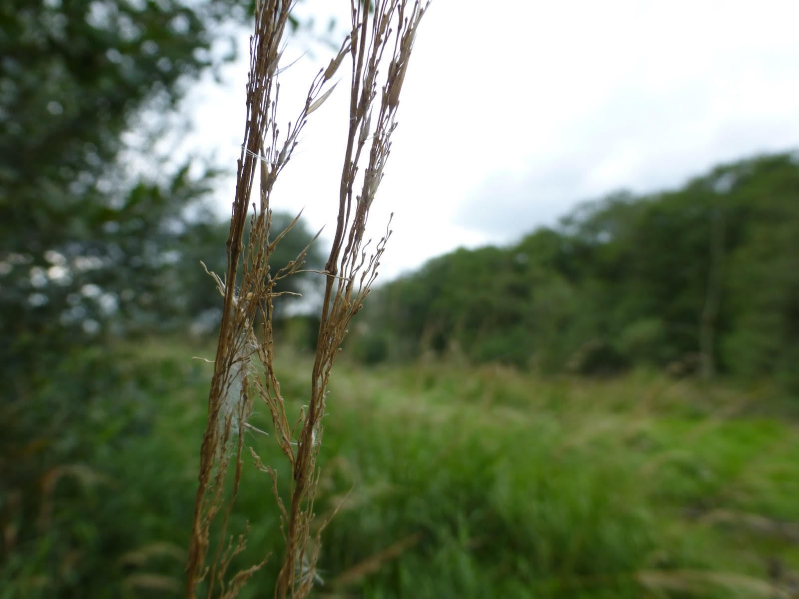 The Rainforest Fund Project: Calamagrostis canescens - Purple Small-reed