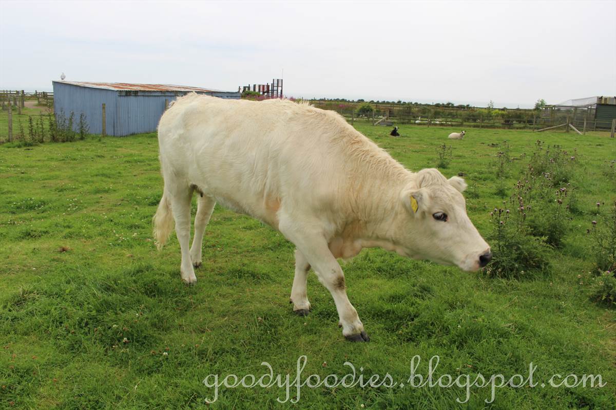 GoodyFoodies: Doonies Farm, Aberdeen, Scotland