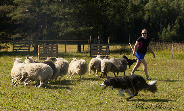 Maatiaismuori: Monenlaisia paimenkoiria