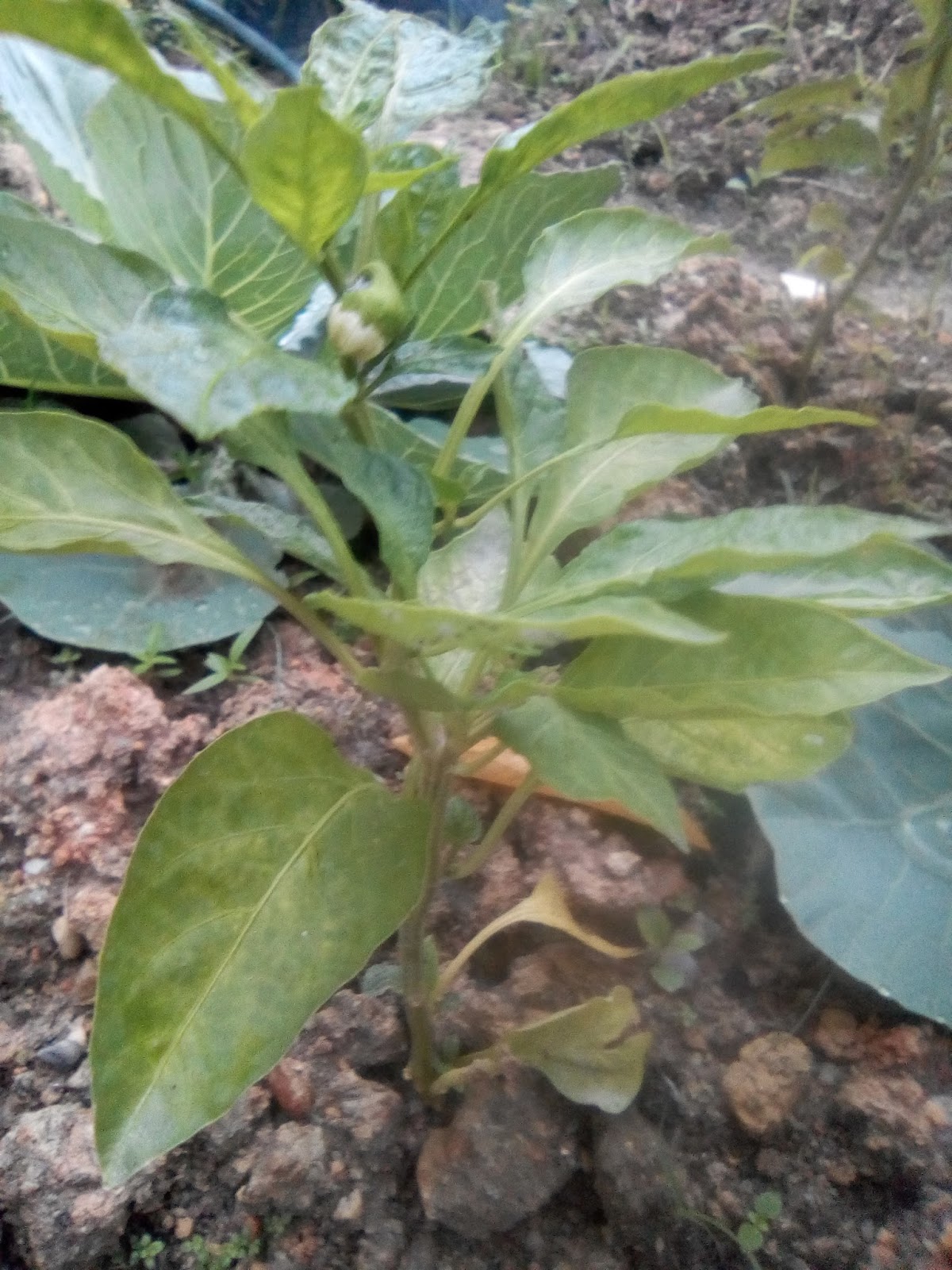 Jom Tanam Sayur ( JTS ) : Pokok Cili BenggalaJom Tanam Sayur (JTS ...