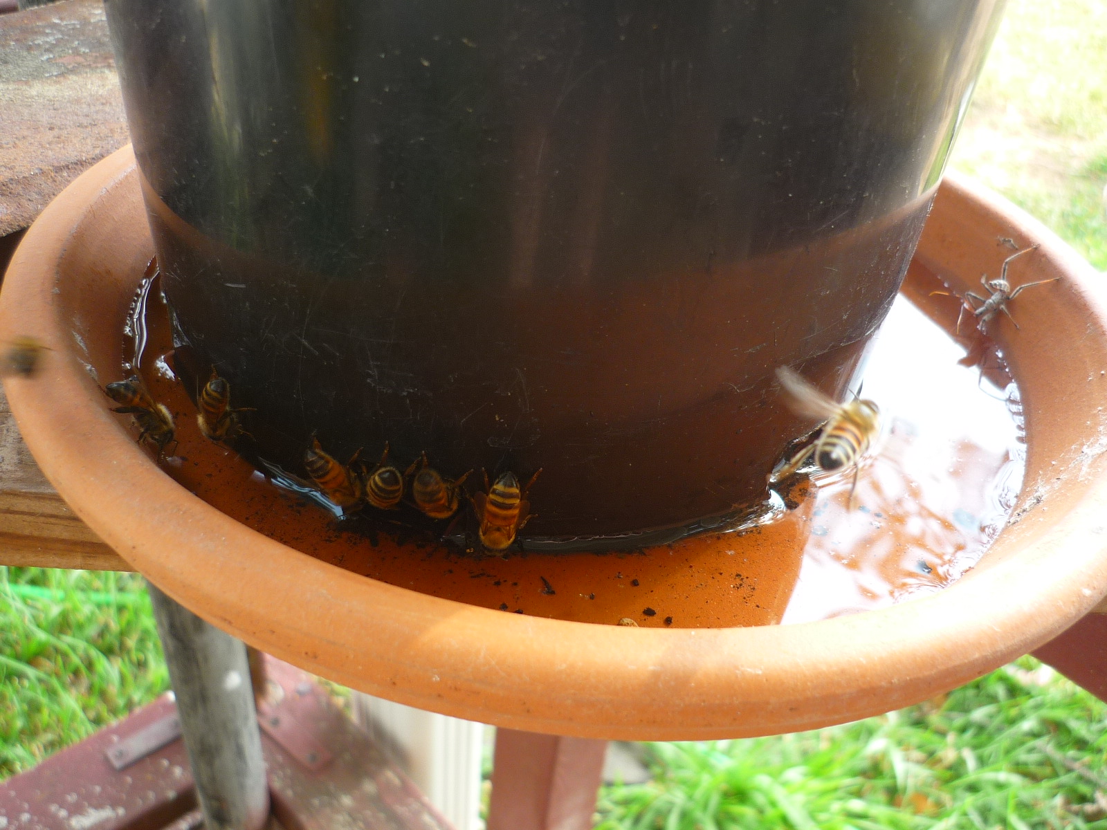Lehmann Beekeeping and Apiary
