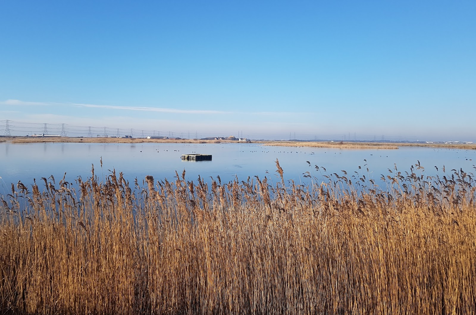 Blue Eyed Birder: January 2017