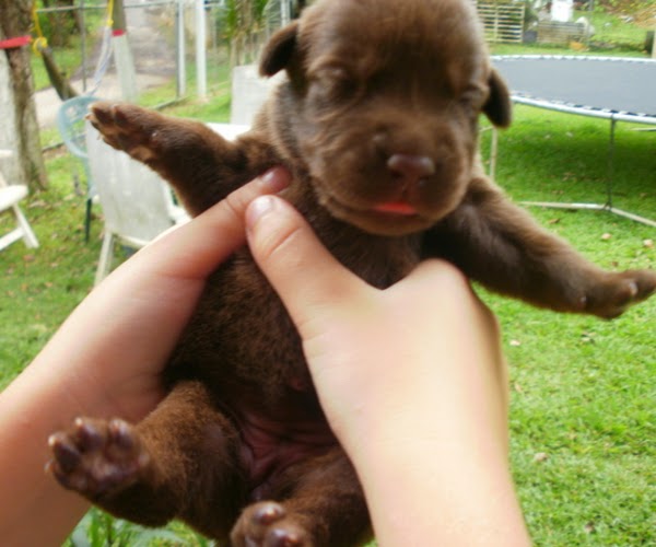 Los 10 Perros mas Lindos del Mundo - Chincha TV