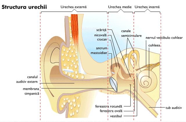Agenda Ana-Maria : Analizatorii(organele de simț)-Biologie