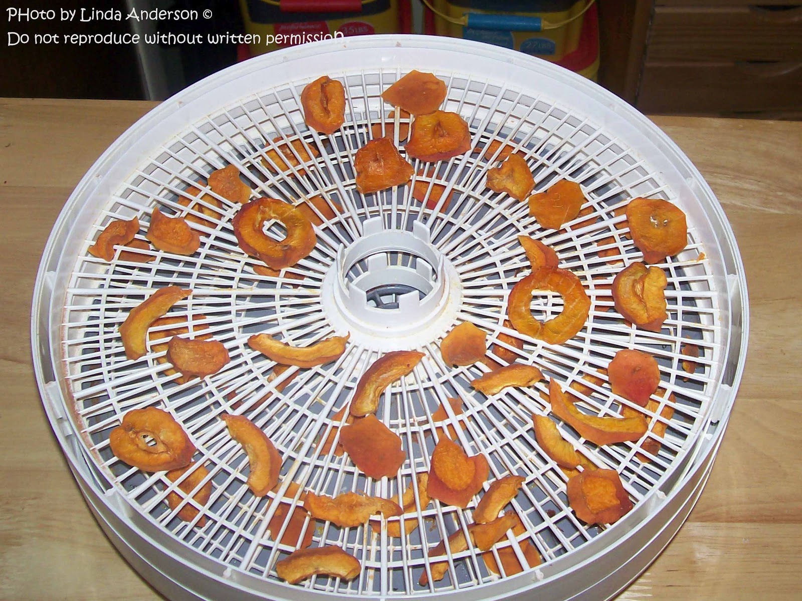 Dehydrating Way Beyond Jerky: Dehydrating Apricots