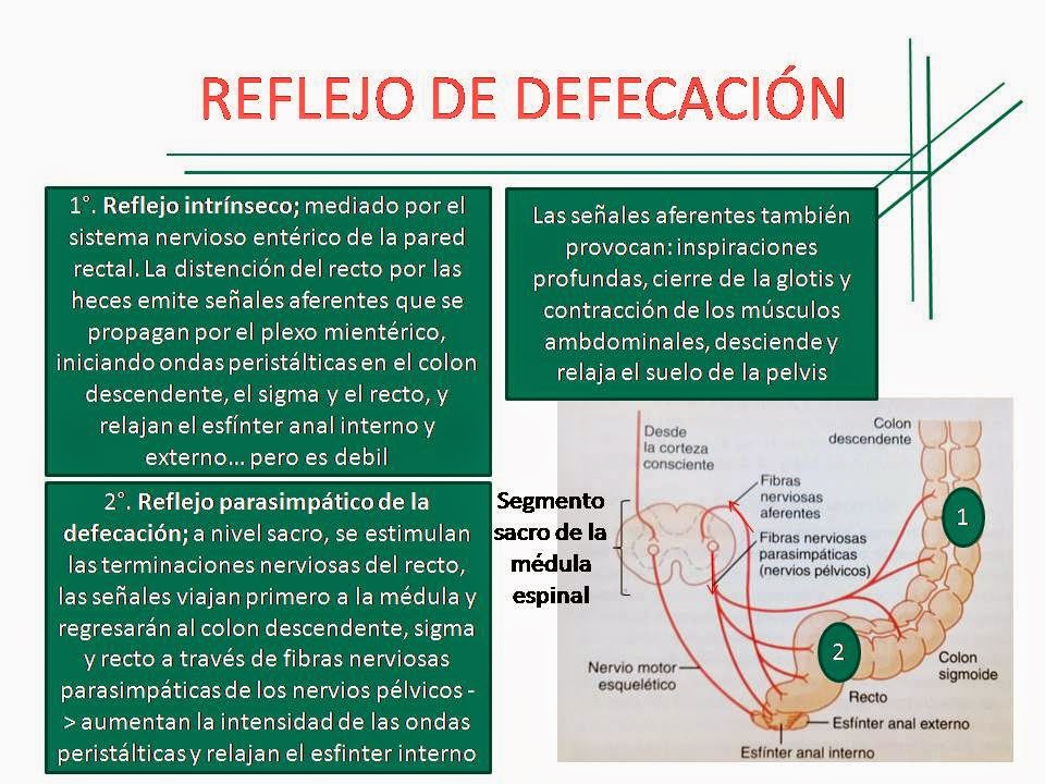 REFLEJO DE LA DEFECACIÓN