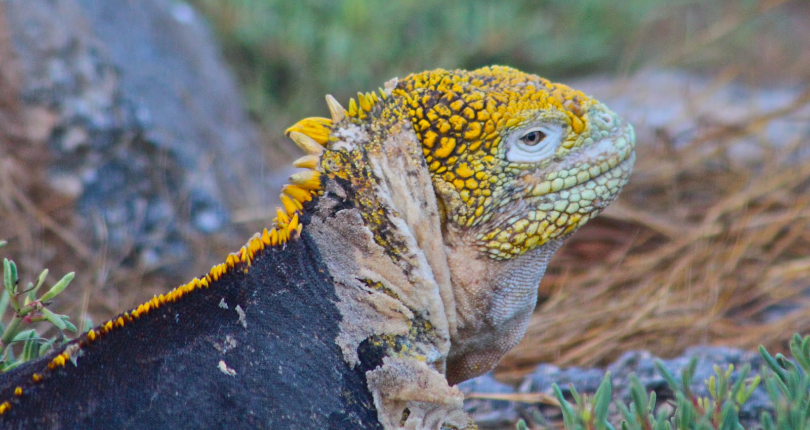 Nature Photography: Galapagos Reptiles & Turtles