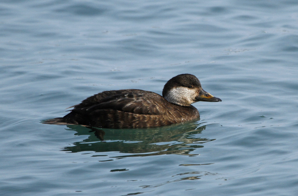 Travels with birds: Japan 2013 - Furen and the Cape