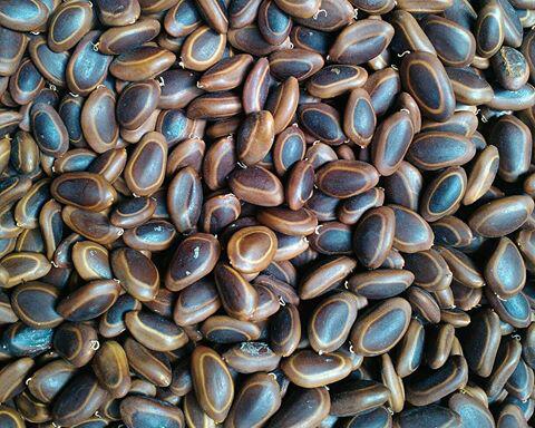 Cara Menanam Pohon Sengon Agar Cepat Besar - Mitra Tani