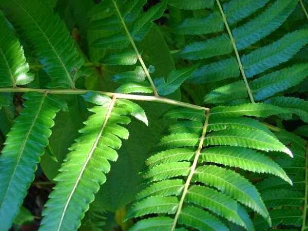 Tumbuhan Paku dan Ciri cirinya