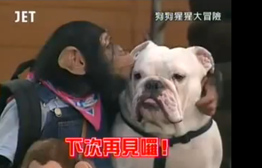 love, elizabethany: pankun the chimp and james the dog are the cutest ...