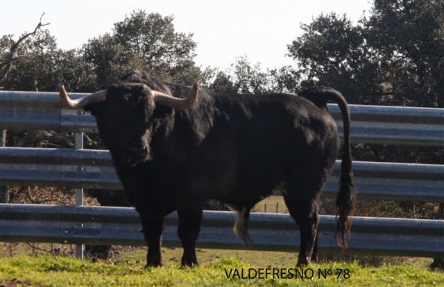 CARNAVAL DEL TORO 2015 SUS TOROS Y FESTEJOS CIUDAD RODRIGO | Almas Taurinas