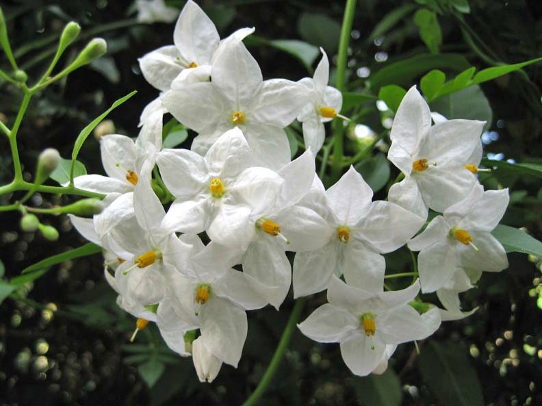 Gambar Bunga Melati Indah dan Wangi | Studio Gambar Lucu