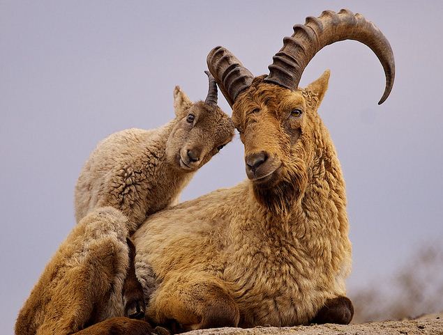 It's Time to Unite For the West Caucasian Tur! | Featured Creature