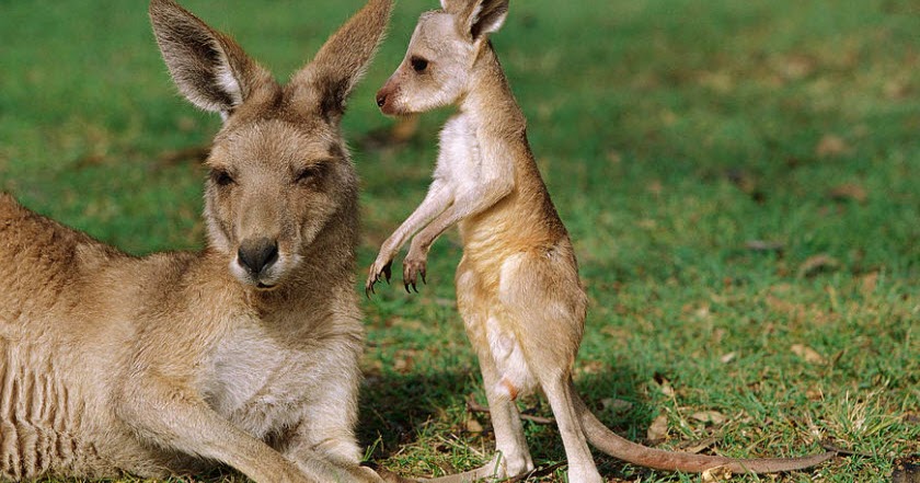 Reino Animalia: CANGURO