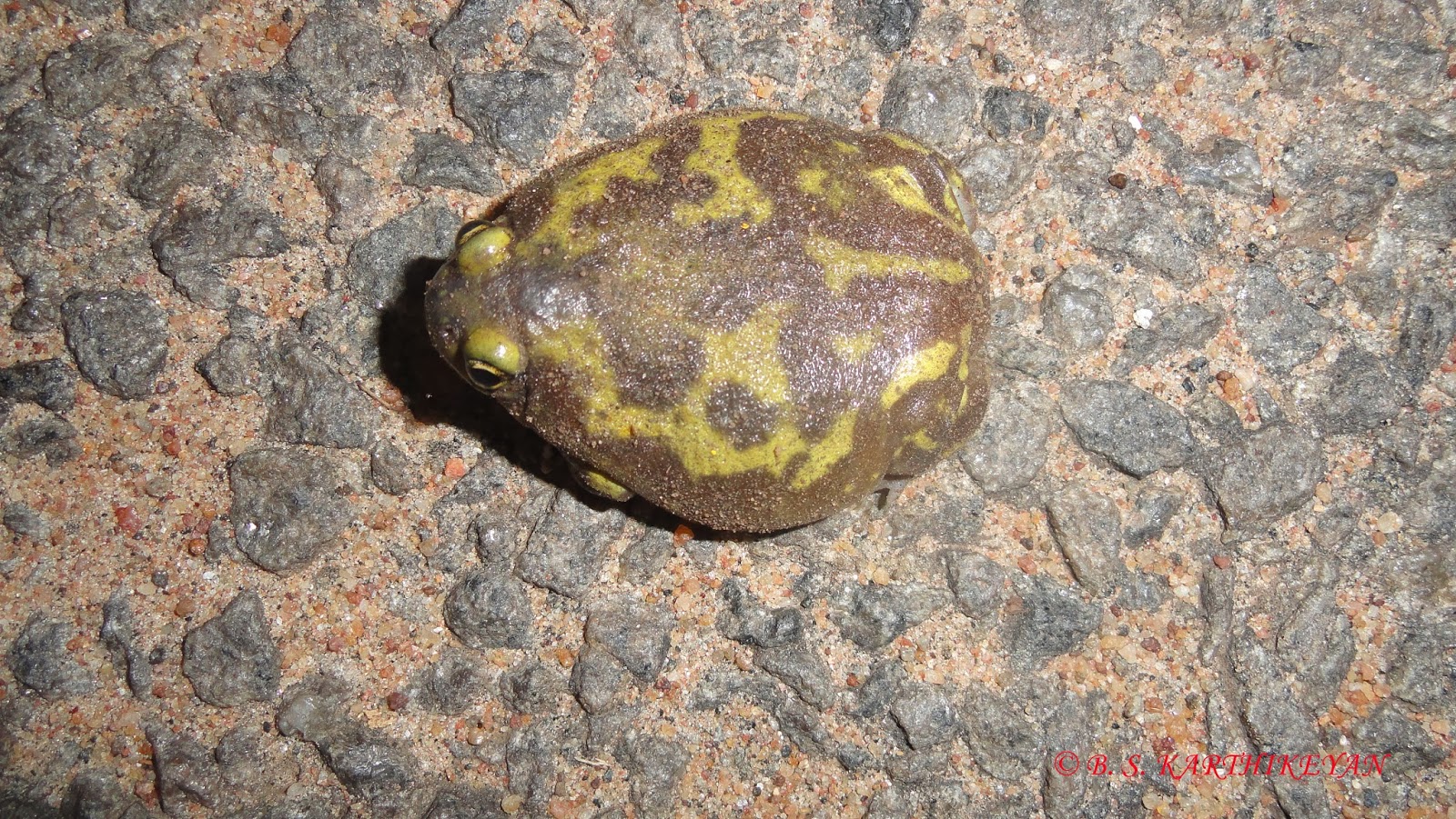 Biodiversity of Bharathidasan University: Indian Marbled Balloon Frog