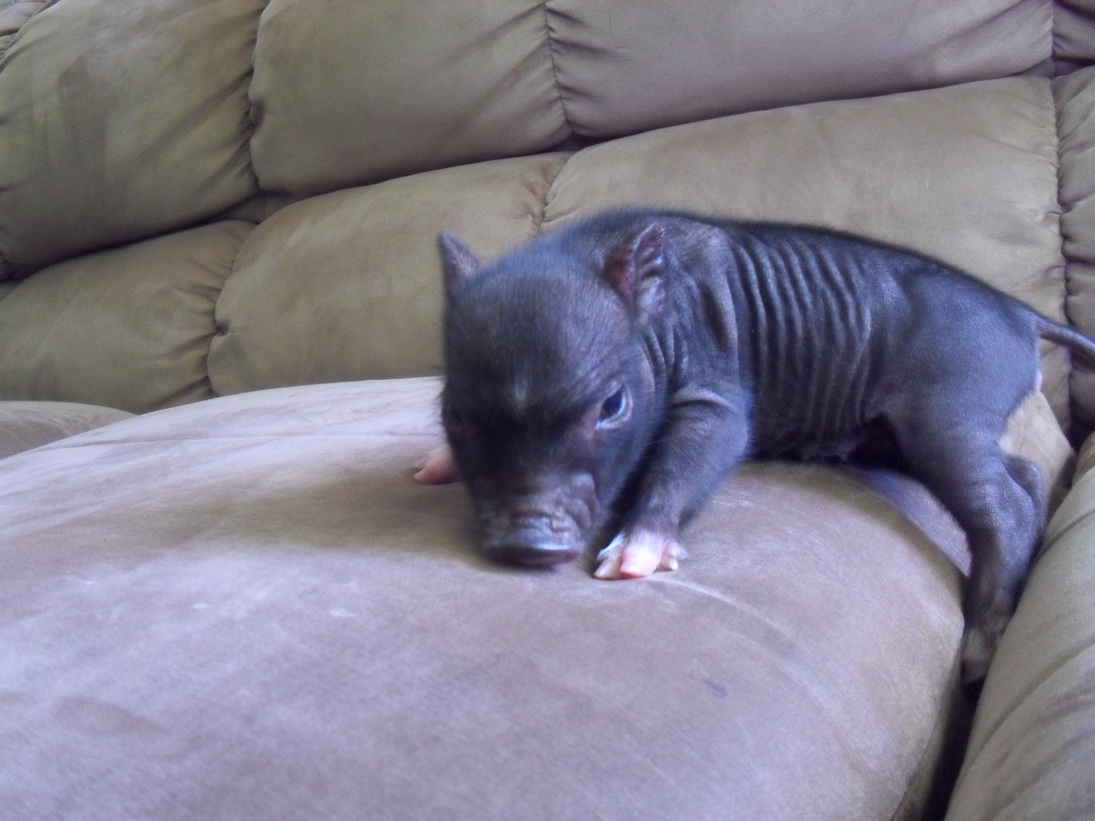 Puny Porker's micro mini pigs: Piglets for sale