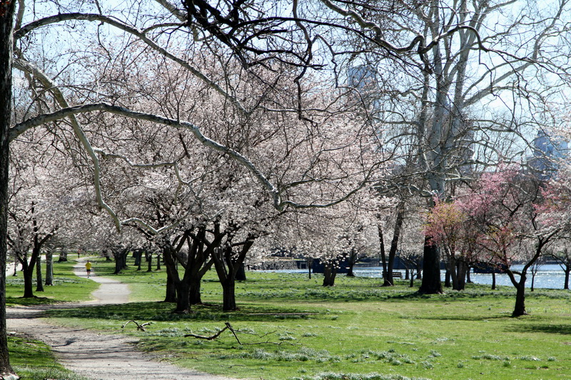Tails of Birding: Spring in Philadelphia - along Kelly Drive