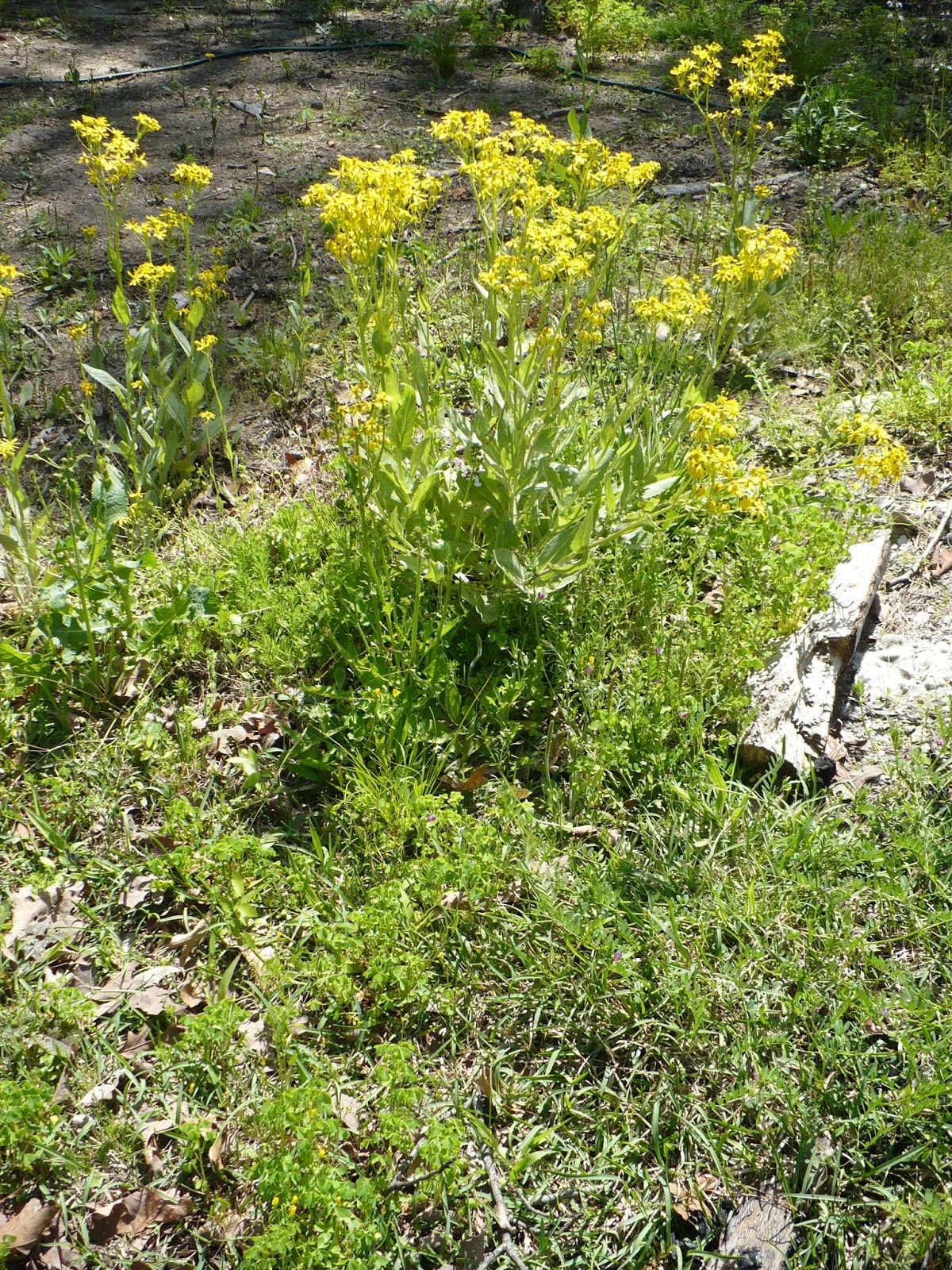 Brenda's "Texas Wild" Garden: Texas Squaw-weed ( Senecia ampullaceus)