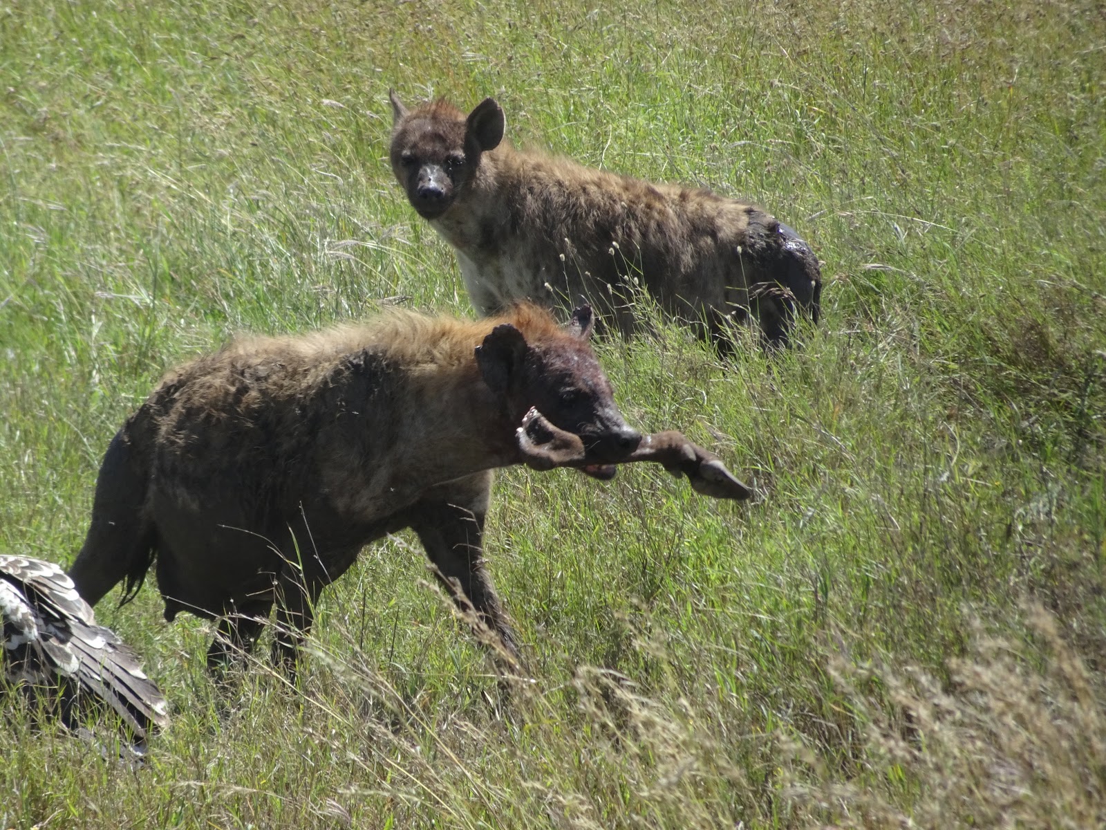 Laura in Singapore: Serious Animals of the Serengeti