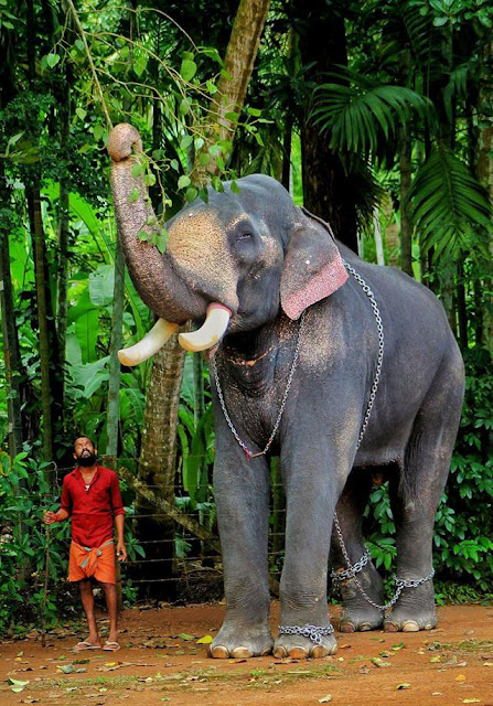 Top Ten Famous Elephants in Kerala