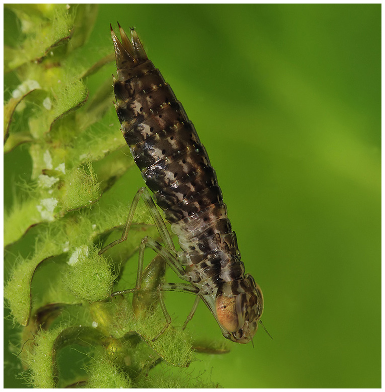 Kent Dragonflies: King of the Nymphs