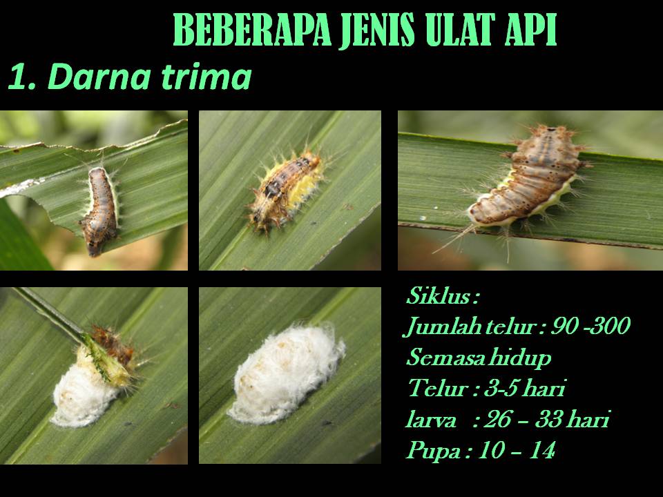 PANDUAN PENGENDALIAN ORGANISME PENGGANGGU TANAMAN (OPT) KELAPA SAWIT ...