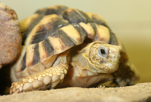 Kleinmann's tortoise | The Life of Animals