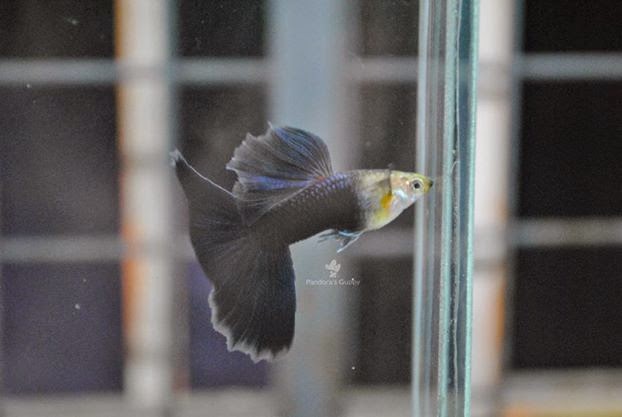 Jenis Guppy Yang Ada di Indonesia | Hewan Indonesia dan Jual Beli