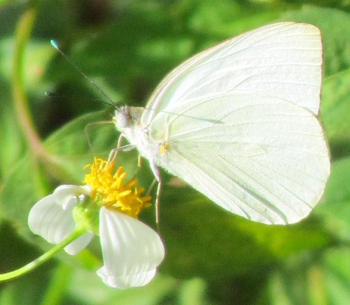 Foto Blog Puerto Rico: Fotos de Mariposas