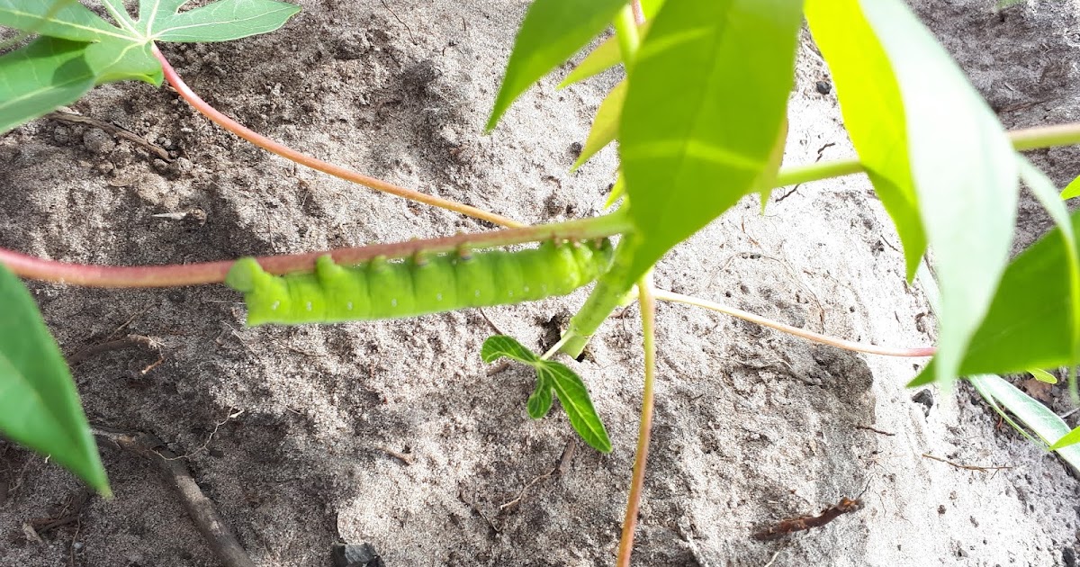 Mandarová na plantação de mandioca