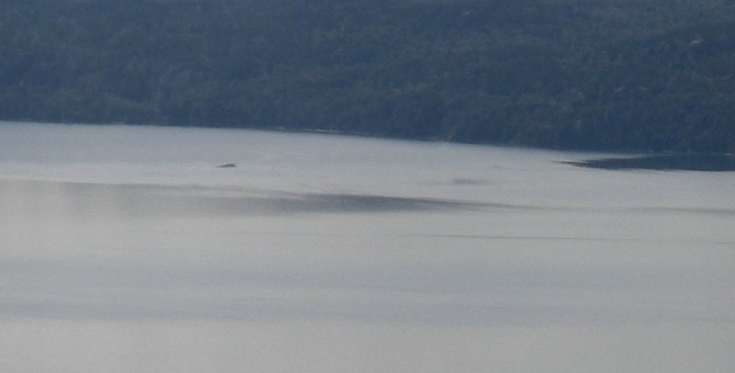 My photos of "Nahuelito" | Patagonian monsters