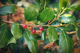 Agamé, Ethiopia: Agamé ‘Tej’ or ‘Mes' - a delicious honey wine! ... And ...