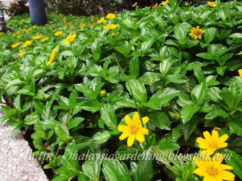 Malaysia Gardening: Wildflower : Wedelia Chinensis