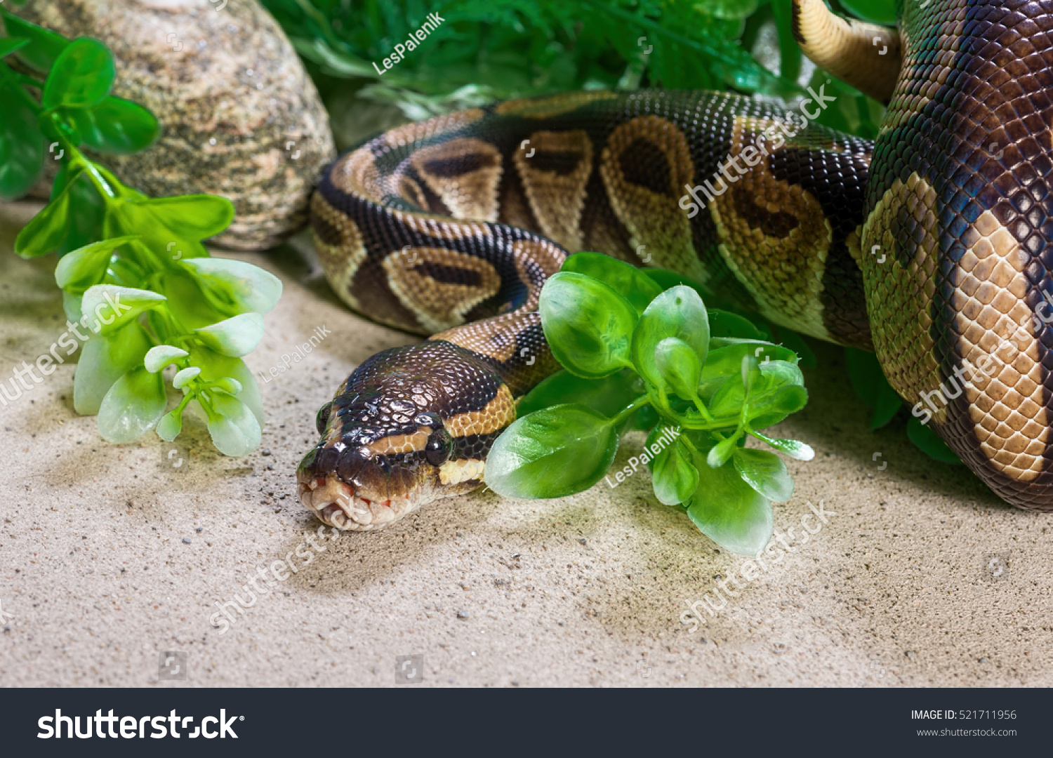 Curiosity:Humans can regenerate their organs, just like the Burmese ...