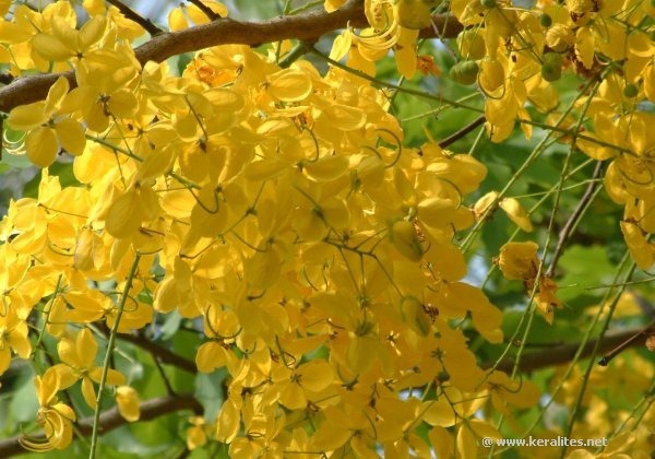 ANISH PARACKAMANNIL: About Elanthoor