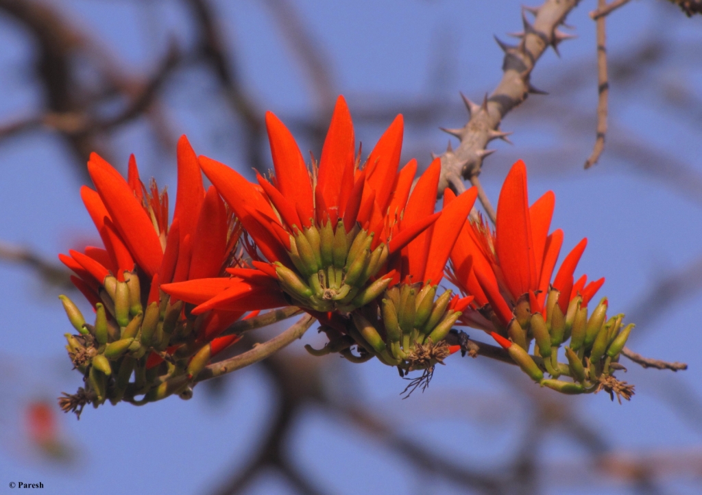 Gifting Trees...: The Tiger Claw