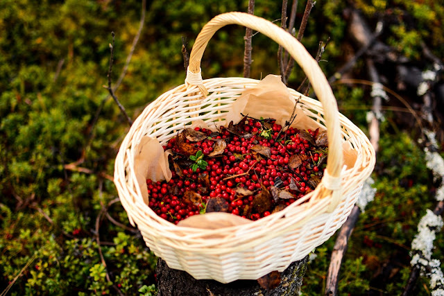Skogens röda guld; lingon, lingon, lingon