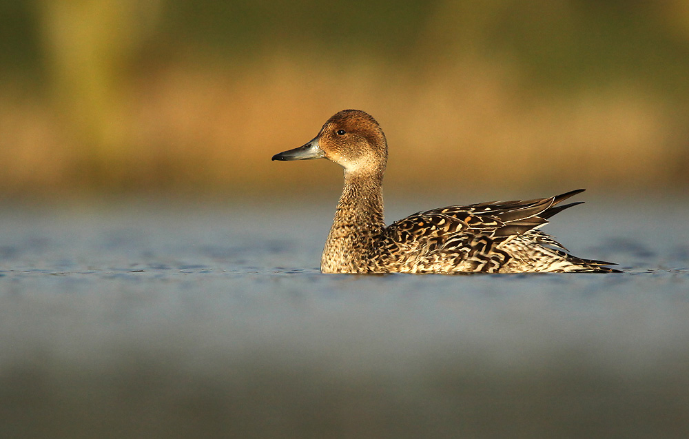 Glenn Vermeersch Natuurfotografie: Terugtrekkende Pijlstaarten
