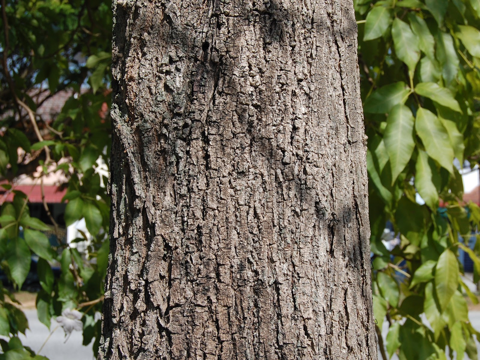 Francis' Junction: The White and Pink Blossoms of Tabebuia pentaphylla